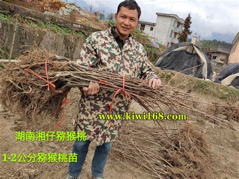 红心猕猴桃苗，黄心猕猴桃苗，猕猴桃苗木基地 隆回县湘禾猕猴桃合作社