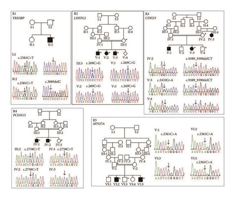 Pedigrees And Sequence Chromatograms Of Families With Sequence Variants Download Scientific