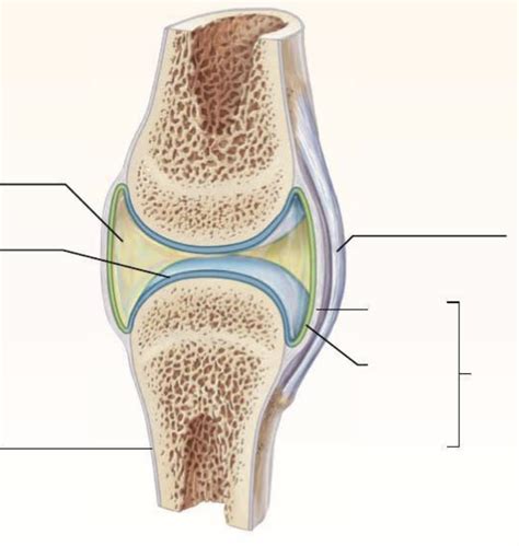 Joint Diagram Quizlet