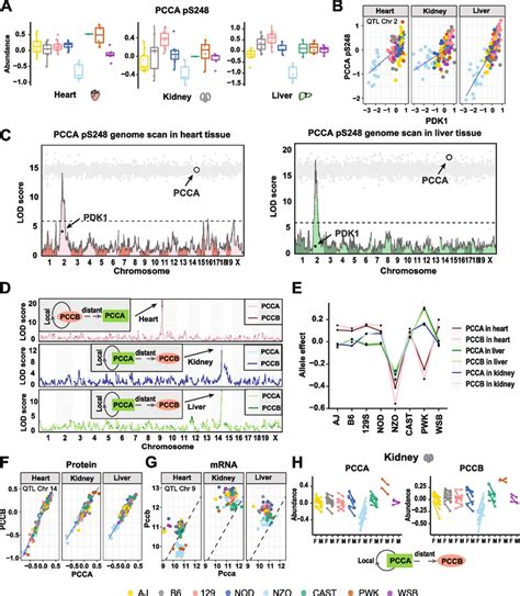 Genetic Regulation Of Pcca And Pccb Across Three Tissues A Co Mapping