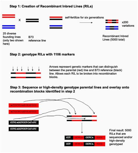 Nested Association Mapping Alchetron The Free Social Encyclopedia