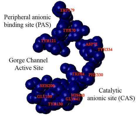 Acetylcholinesterase Structure