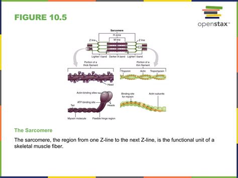 Open Stax Anatomyand Physiology Ch10 Ppt