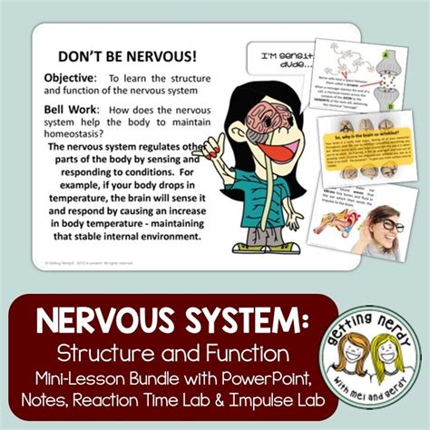 Nervous System Human Body PowerPoint Notes Lab And Activity