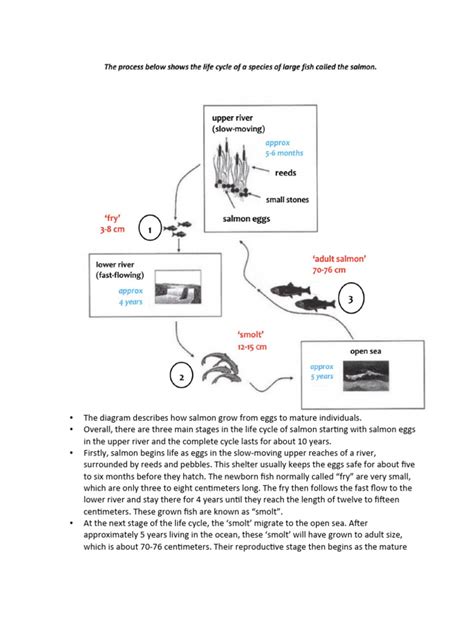 salmon pdf