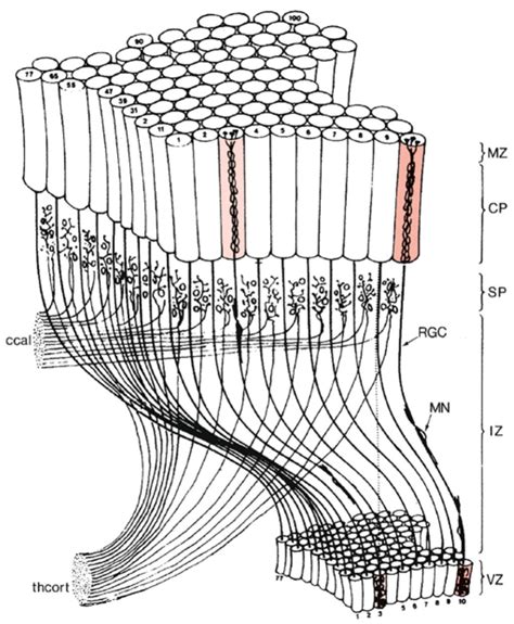 16 The Protomap Of The Cerebral Cortex Radial Migration