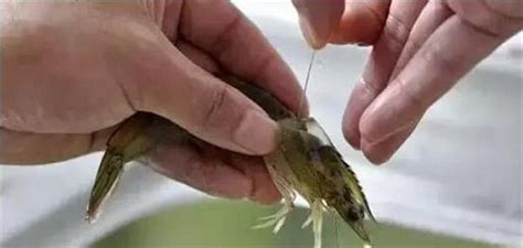 白灼基围虾怎么去虾线，基围虾去虾线的两种方法 鲜淘网