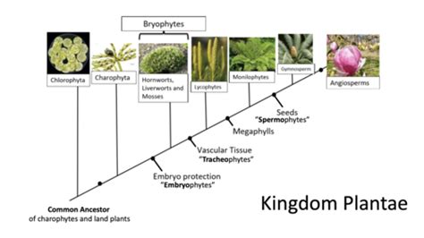 bsc2011l lab practicle 1 flashcards quizlet
