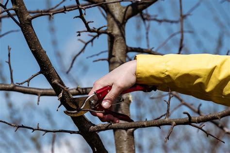 Premium Photo A Woman In The Garden Cuts Branches On A Tree With Scissors