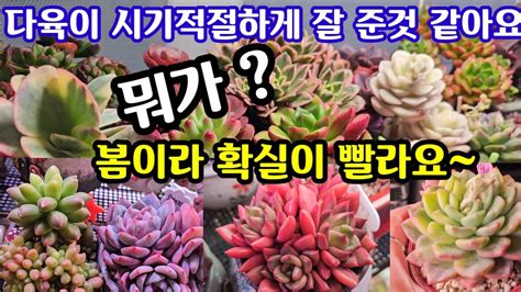다육이 키우기 봄 물관수후 확실히 반응이 빨라요 ~🌸 날씨가 추워서 색감을 유지하고 통통해졌어요~😆 Youtube
