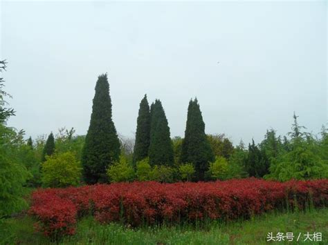 乳山銀灘行國有乳山苗圃影像 每日頭條
