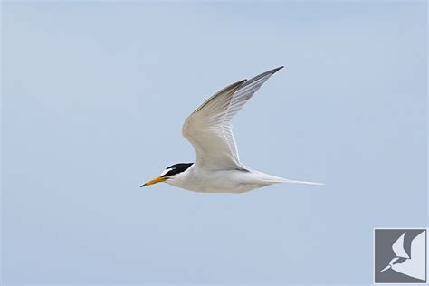 コアジサシ 恋の季節 沖縄で野鳥観察