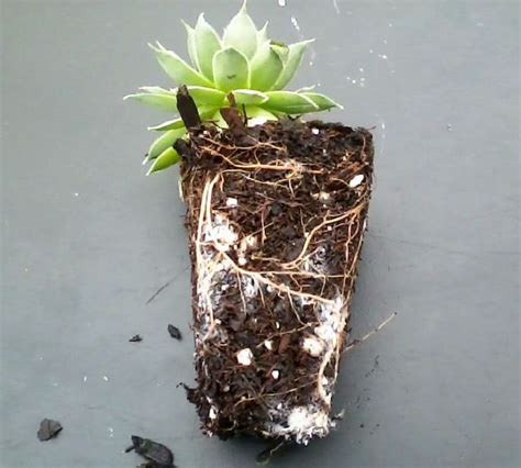 Root Aphids The Underground Pest On Succulent Plants Floriculture