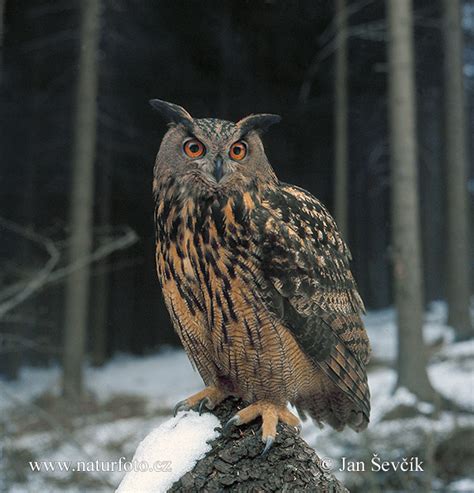 Bubo bubo Pictures, Eagle Owl Images, Nature Wildlife Photos | NaturePhoto