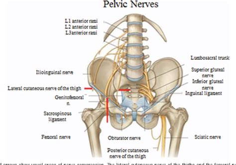 PDF Postpartum Spinal Cord Root Plexus And Peripheral Nerve Injuries Involving The Lower
