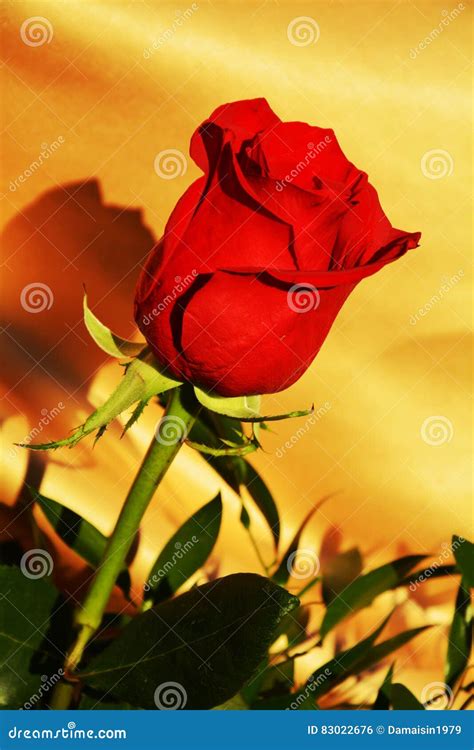 Innocence And Love Stock Photo Image Of Flower Life