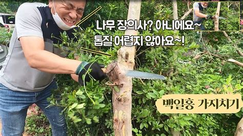 나무의사를 꿈꾸는 정선생 백일홍 가지치기 네이버 Tv