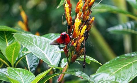 This Is A The Java Honeybird The Java Honeybird Belongs To The Nectariniidae Group Of Birds