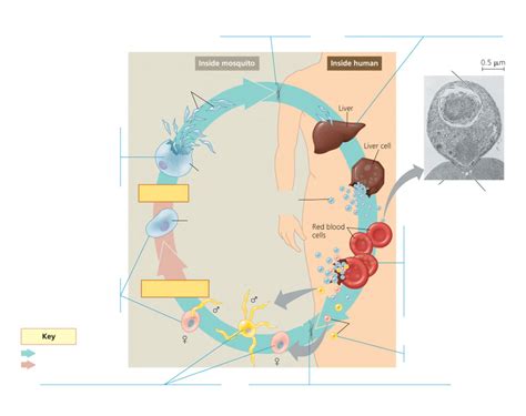 Plasmodium Life Cycle Diagram Quizlet