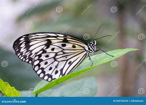 Large Tree Nymph Butterfly Idea Leuconoe Stock Photo Image Of
