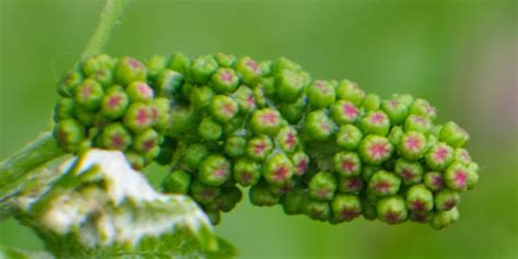 installing syslog ng on microsoft linux blog syslog ng community syslog ng community