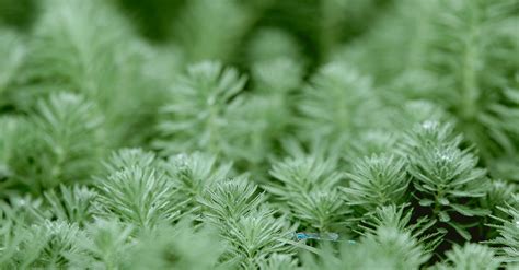 거친 경치 경치가 좋은 고요한 광합성 나뭇잎 녹색 녹색 식물 녹지 무성한 배경 봄 성장 선명한 성장 셀렉티브 포커스 소프트 포커스 수직 쐈어