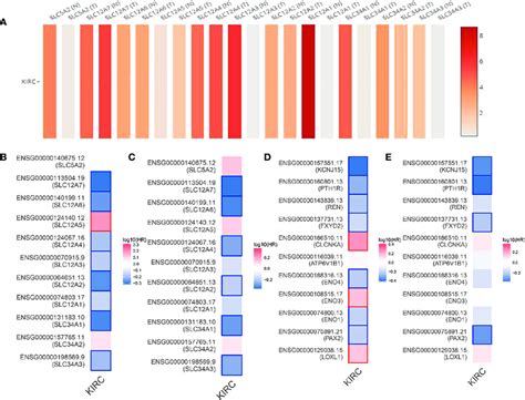A Expression Of 11 Slc Members In Ccrcc Tissue Samples And Non