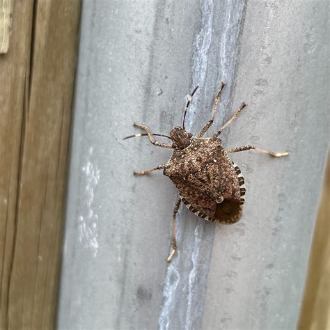 Water Bug Vs Stink Bug At Velma Wright Blog