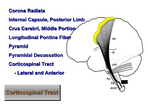 Corticospinal Tract