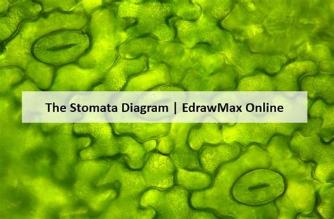 A Guide To Understand Stomata With Diagram EdrawMax Online