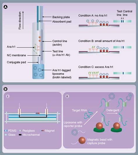 Figure 1 From Nanoscale Labels Nanoparticles And Liposomes In The