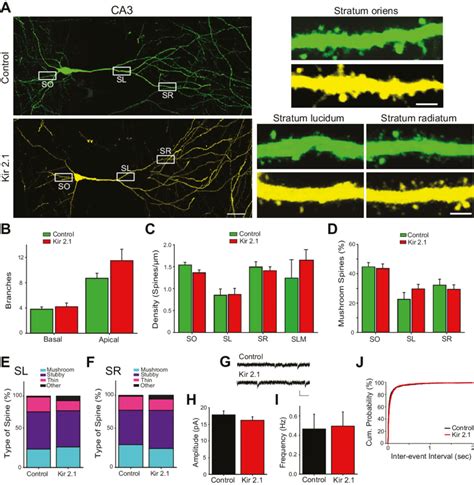 Ca3 Pyramidal Neurons Develop Normally Even If Intrinsic Excitability Download Scientific