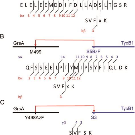 Msms Mapping Analysis Of Photo Crosslinked Peptides The Msms Spectra