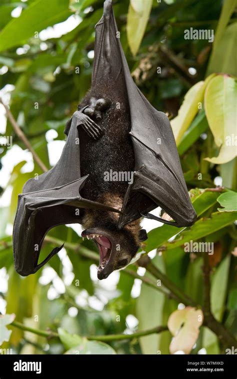 Spectacled Flying Fox Pteropus Conspicillatus Male Hanging Upside