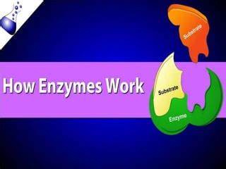 Enzymes Pptx