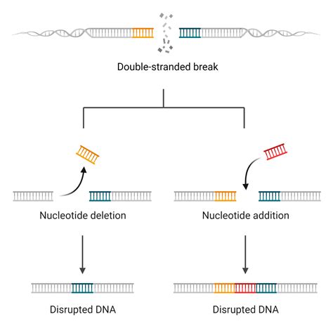 Genome Editing And Crispr Aat Bioquest
