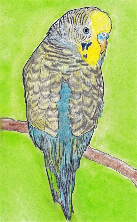 Как нарисовать попугая карандашом 28 фото