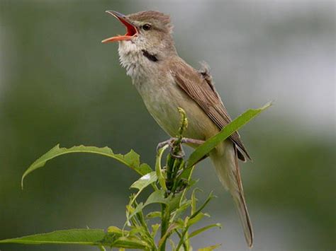 糸島市声の野鳥だより38 糸島新聞