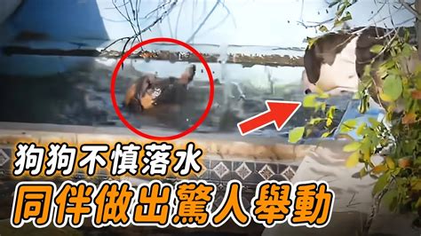 流浪狗狗不慎落水，危急时刻同伴做出惊人舉動，鏡頭拍下难以相信的一幕【感動 溫暖 美好 幸運 小狗 聰明 救援 驚心動魄 】 Youtube