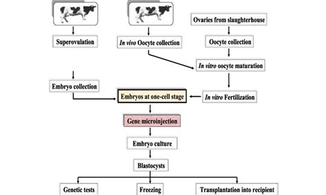 Showing The Pronuclear Dna Microinjection Technique In Cow Download Scientific Diagram