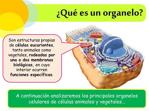 Ppt Organelos Celulares Powerpoint Presentation Free Download Id