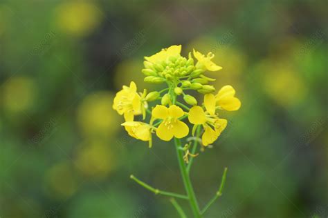 Brassica Campestris Yellow At Roberta York Blog
