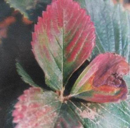 草莓缺素症状以及图谱 水溶肥 滴灌肥 定制滴灌肥 滴灌专用肥 滴灌肥厂家 湖北格林凯尔农业科技有限公司