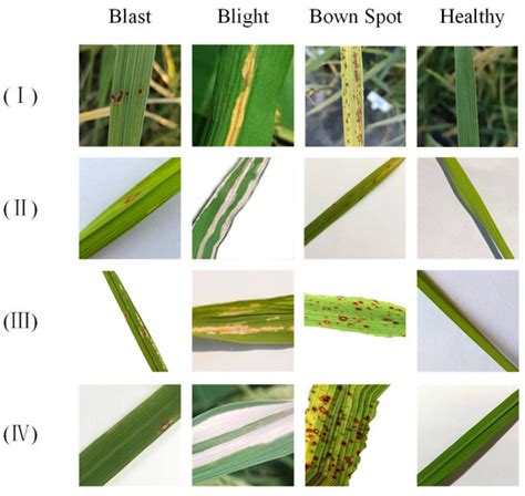 Enhanced Cnn Classification Capability For Small Rice Disease Datasets Using Progressive Wgan Gp
