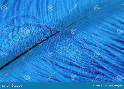 Beautiful Blue Quill Stock Image Image Of Feather Fligh 25770641