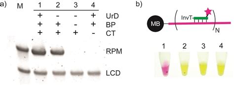 A Colorimetric Biosensing Platform With Aptamers Rolling Circle Amplification And Urease