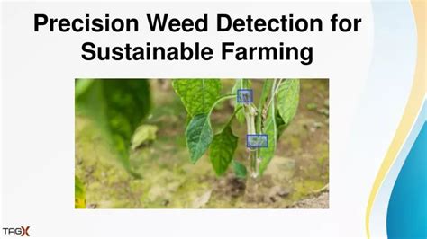 Ppt Crop Weed Detection Services Tagx Powerpoint Presentation Free Download Id 13565991