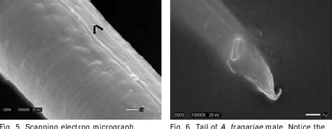 Phytophthora Fragariae Semantic Scholar