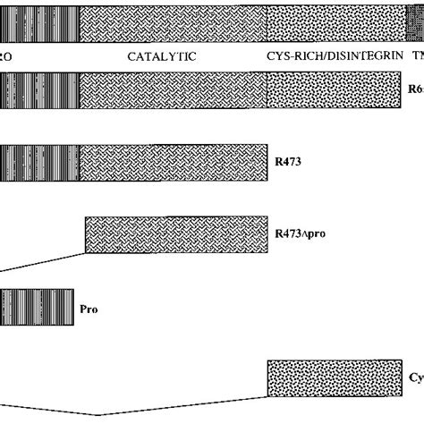 Schematic Representation Of The Domain Architecture Of The Cdna Download Scientific Diagram