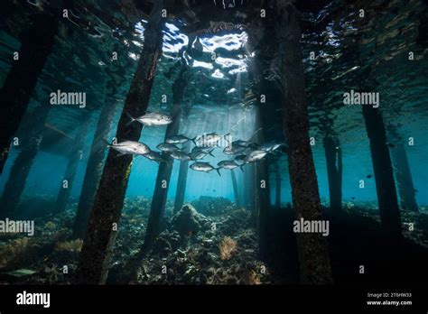 Schooling Bigeye Trevally Under Jetty Caranx Sexfasciatus Raja Ampat